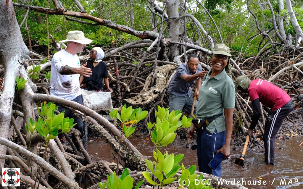 Agilité supports Mangrove Action Project